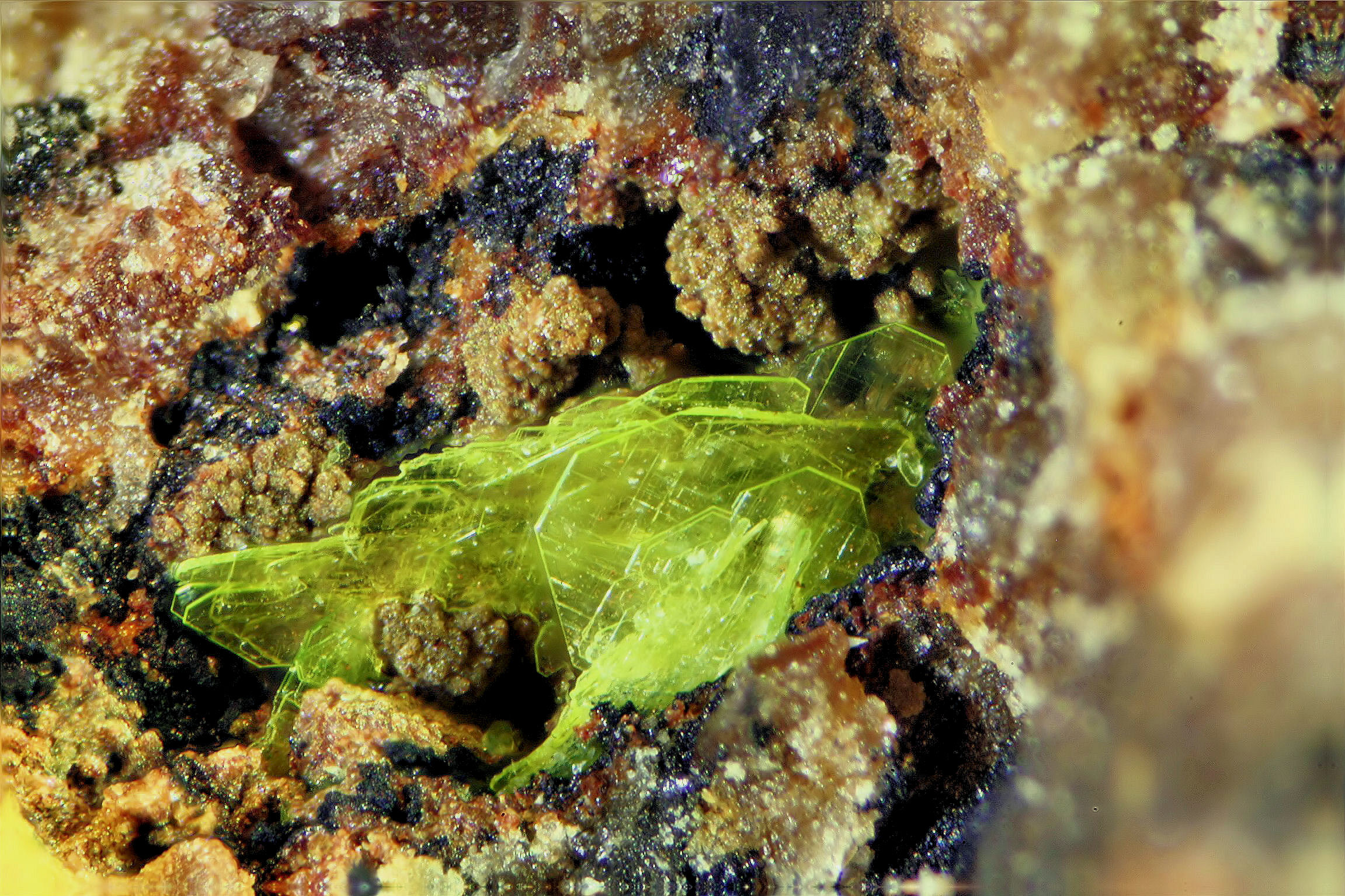 Mineralienatlas - Fossilienatlas