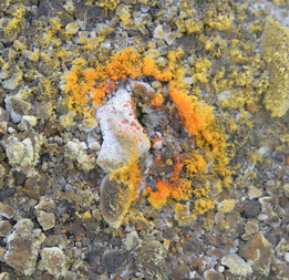 Mineralatlas Lexikon - beta-Sulphur