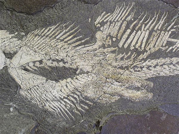 Mineralatlas Lexikon