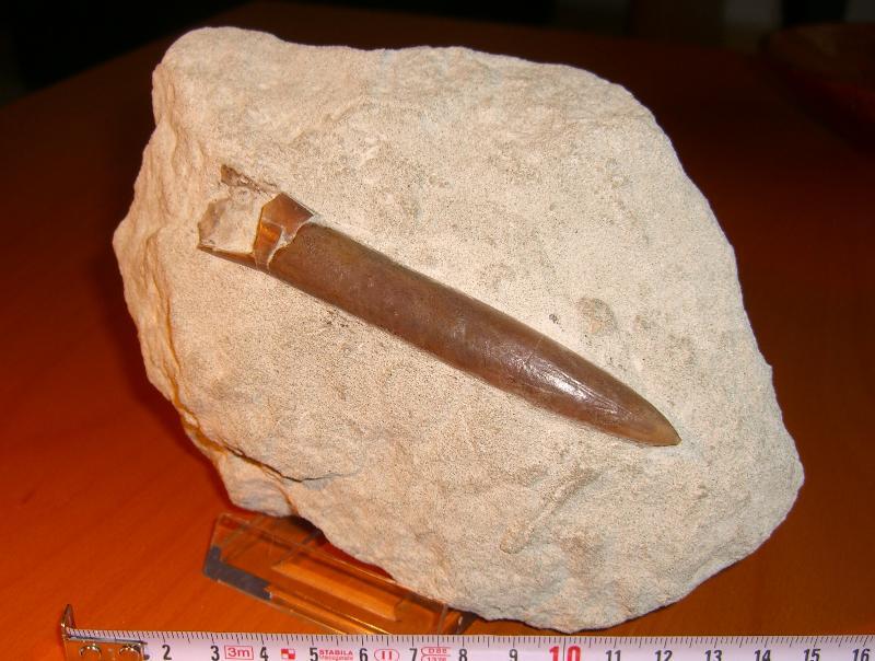 Mineralatlas Lexikon - Belemnitella