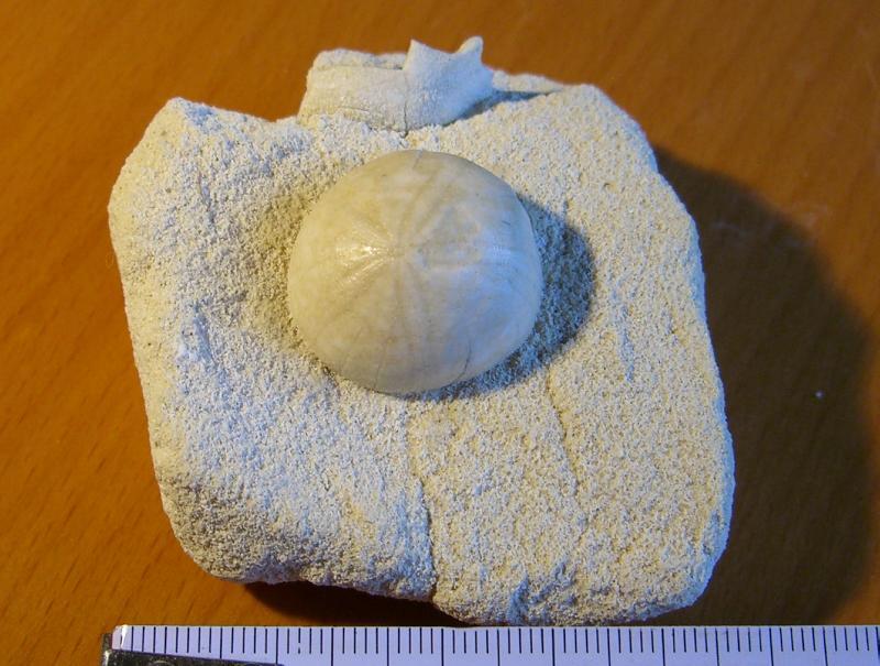 Mineralatlas Lexikon (english Version)