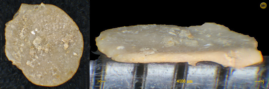 Mineralatlas Lexikon - Nummuliten