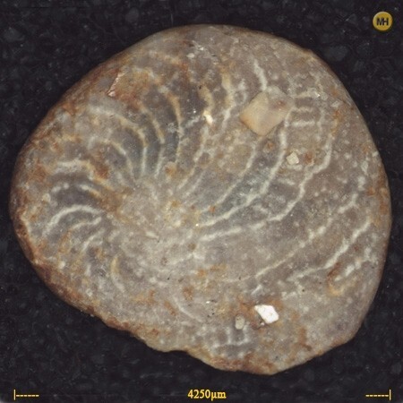 Mineralatlas Lexikon - Nummuliten