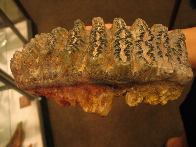 Mineralatlas Lexikon - Mammutidae