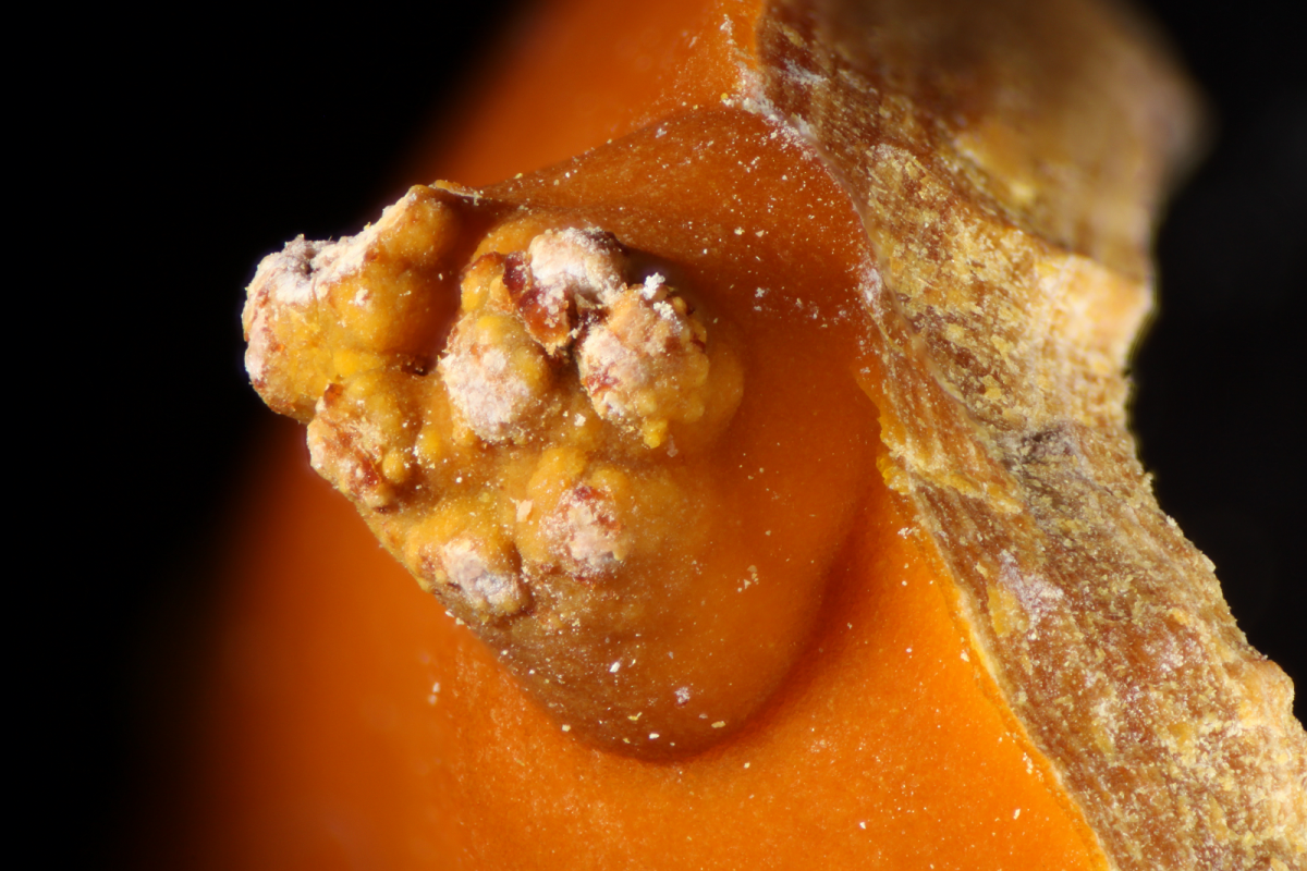 Mineralatlas Lexikon - Nierenstein