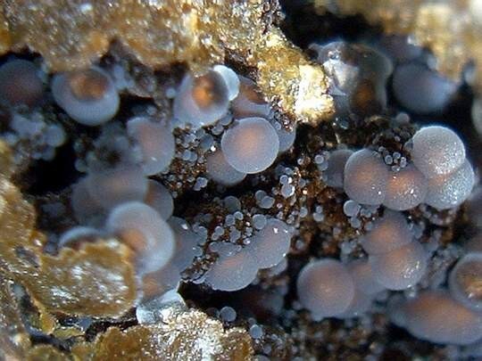 Mineralienatlas Lexikon - Chalcedon