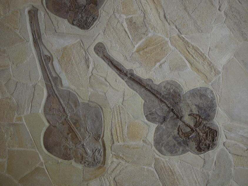 Mineralatlas Lexikon