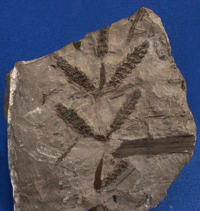 Mineralatlas Lexikon - Palaeostachya