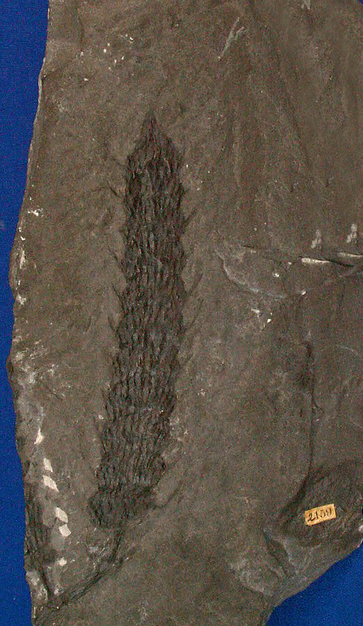 Mineralatlas Lexikon - Palaeostachya