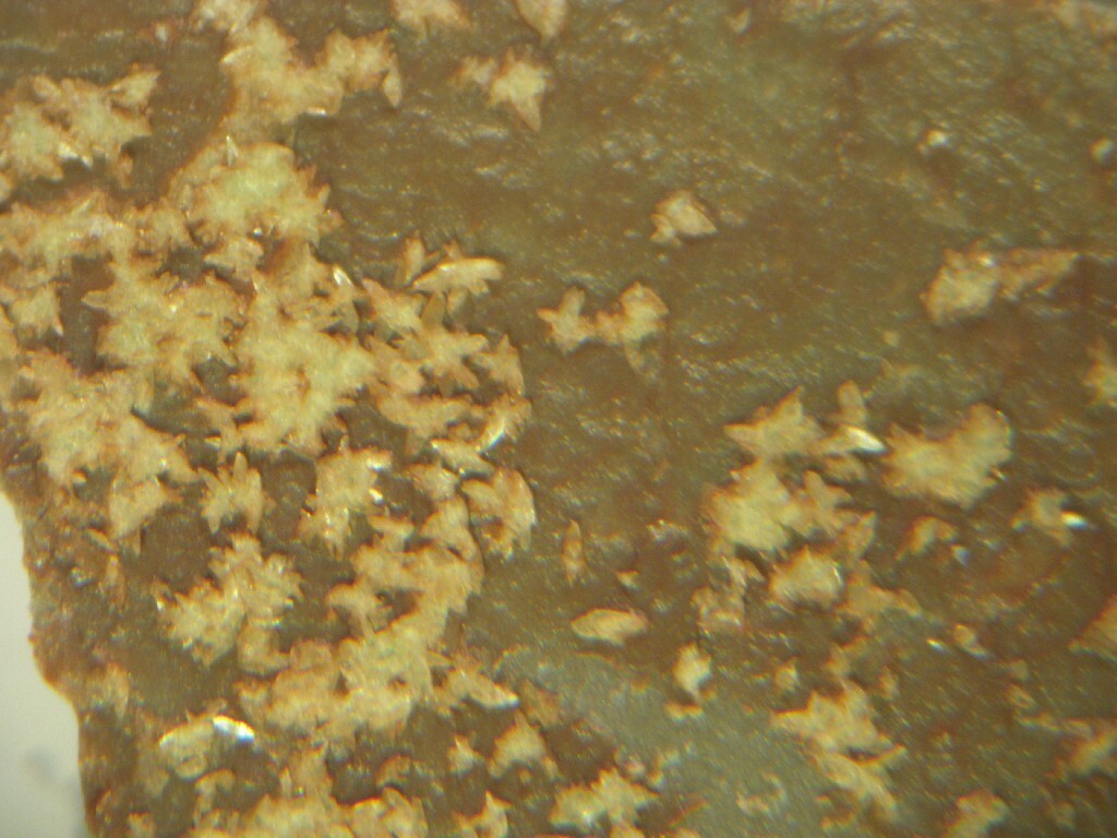 Mineralatlas Lexikon - Abernathyite (english Version)