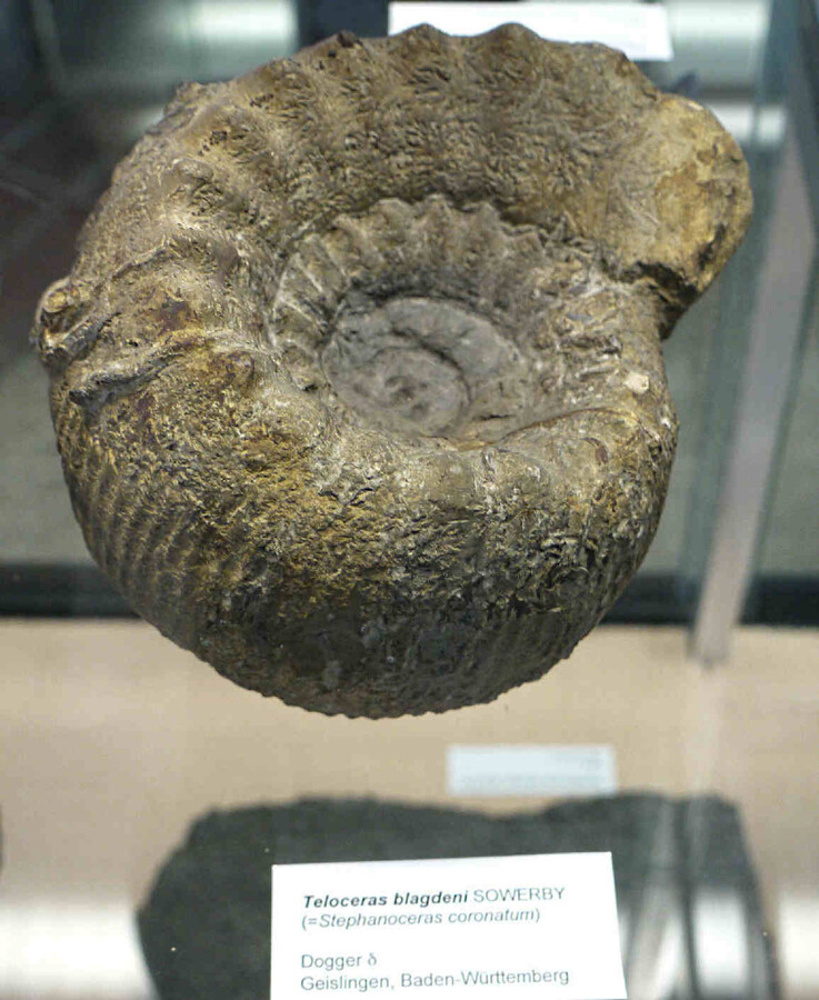 Mineralatlas Lexikon - Teloceras