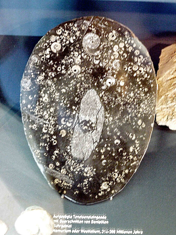 Mineralatlas Lexikon - Bildanzeige - Toneisenstein-Geode mit Goniatiten