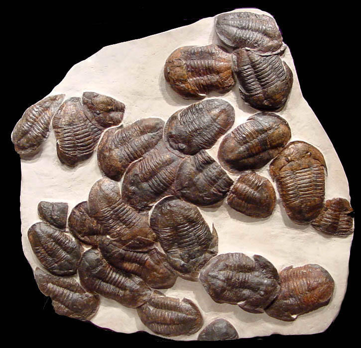 Mineralatlas Lexikon - Asaphus