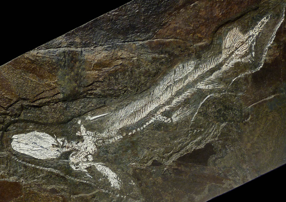 Mineralatlas Lexikon - Lebachacanthus colosseus