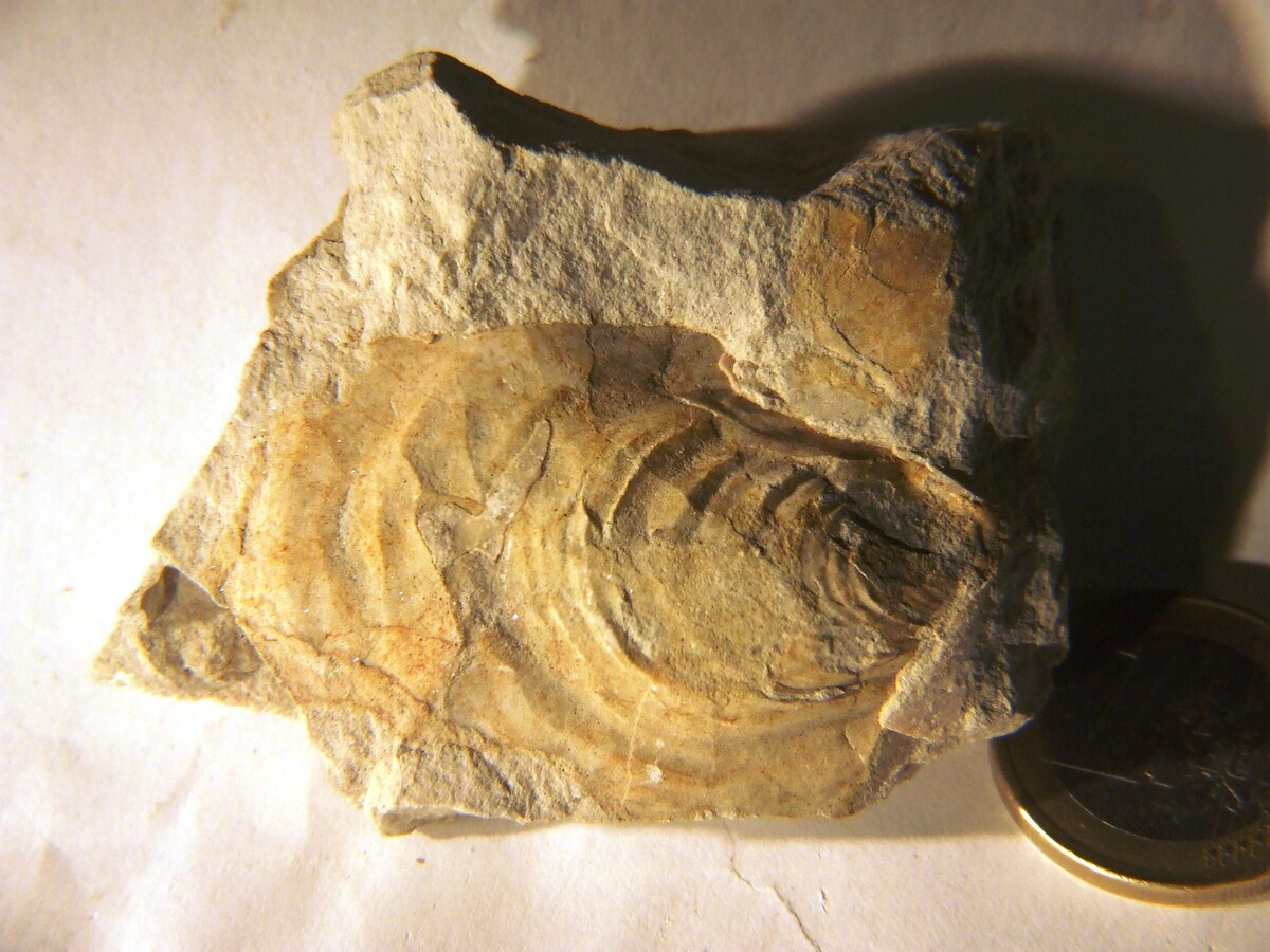 Mineralatlas Lexikon - Inoceramus labiatus