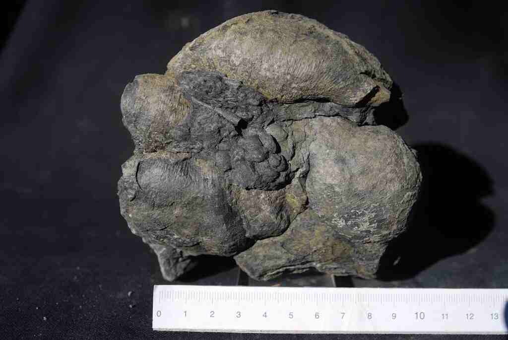 Mineralatlas Lexikon