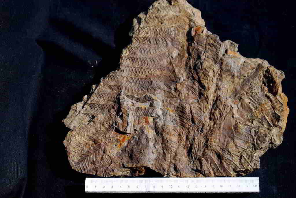 Mineralienatlas Lexikon - Pecopteris