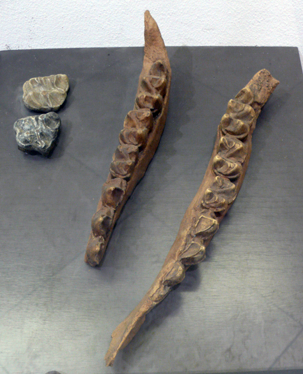 Mineralatlas Lexikon - Brachyodus onoideus