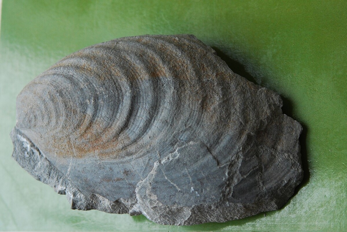 Mineralatlas Lexikon - Inoceramus labiatus