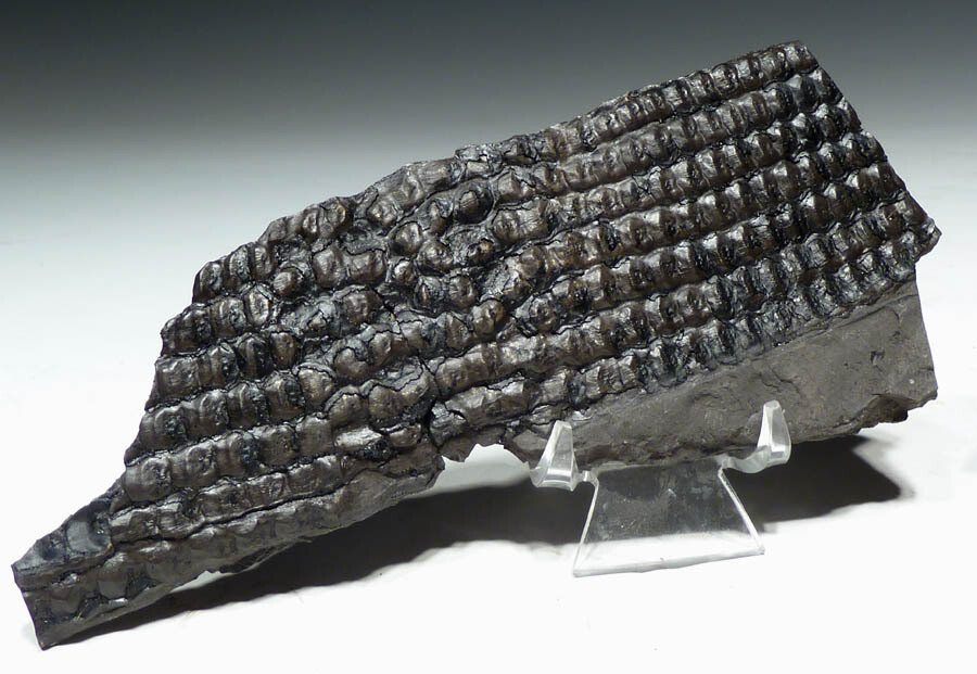 Mineralienatlas Lexikon - Siegelbaum