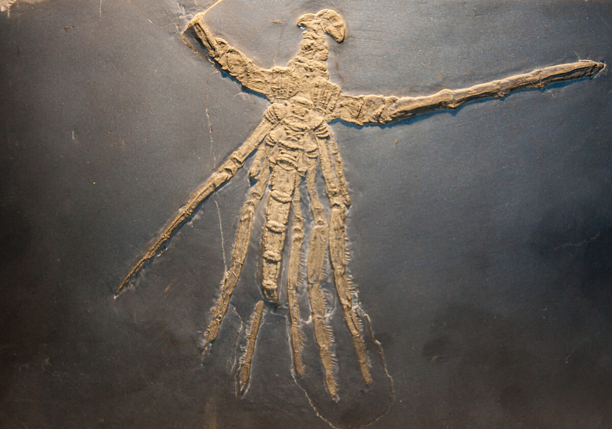 Mineralatlas Lexikon - Palaeoisopus problematicus