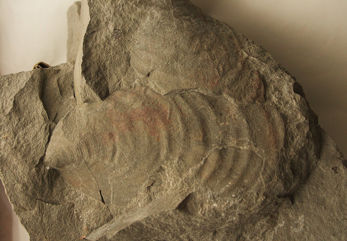 Mineralatlas Lexikon - Inoceramus labiatus