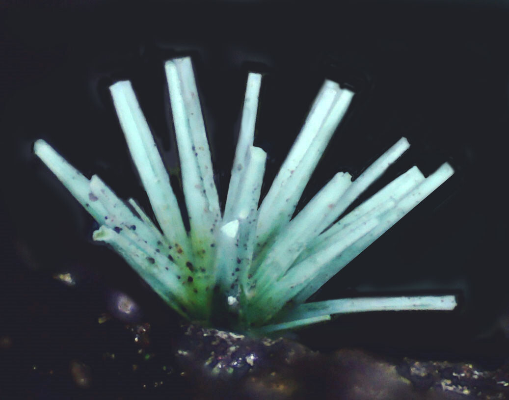 Mineralienatlas Lexikon - Spertiniite