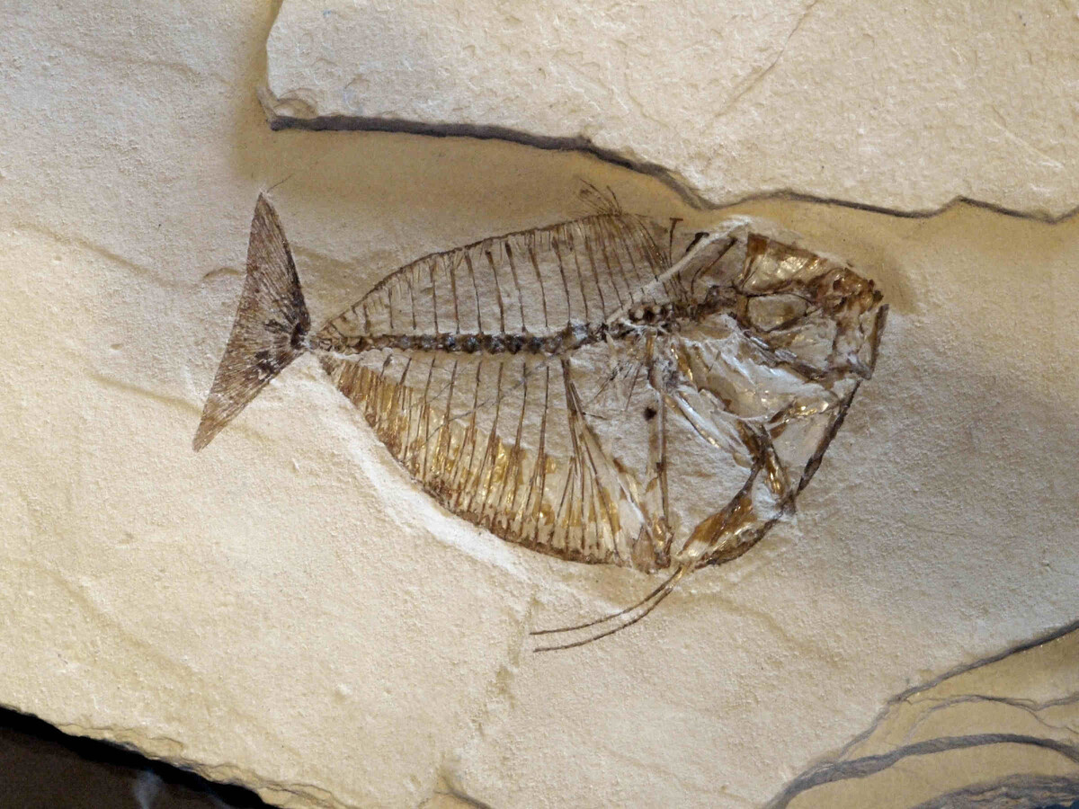 Mineralatlas Lexikon - Barschartige Fische