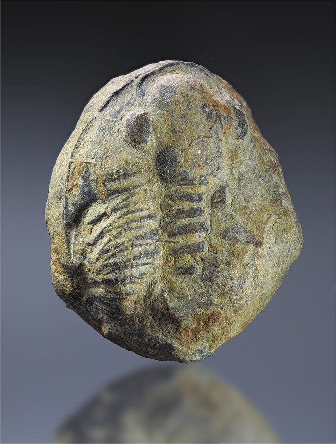 Mineralatlas Lexikon - Asaphus