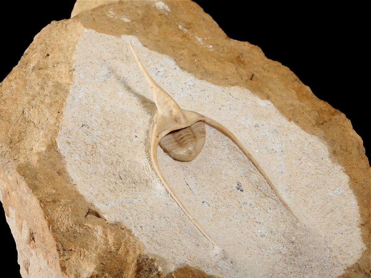 Mineralatlas Lexikon (english Version)