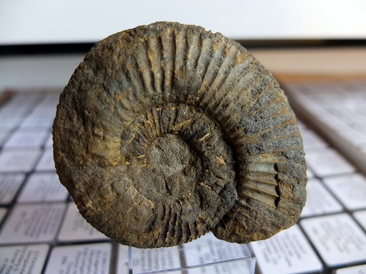 Mineralatlas Lexikon - Stephanoceras