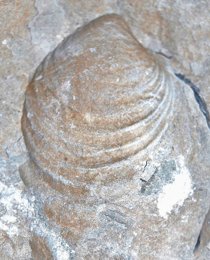 Mineralatlas Lexikon