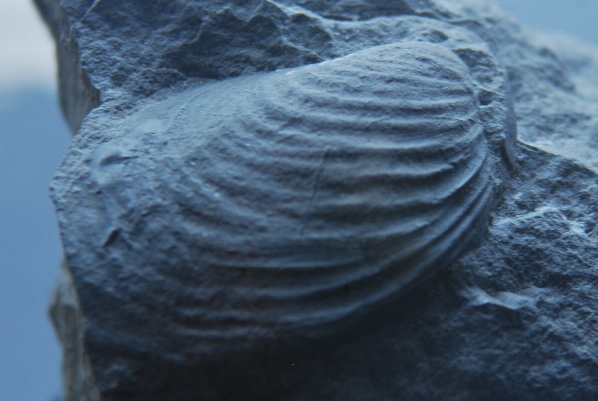 Mineralatlas Lexikon