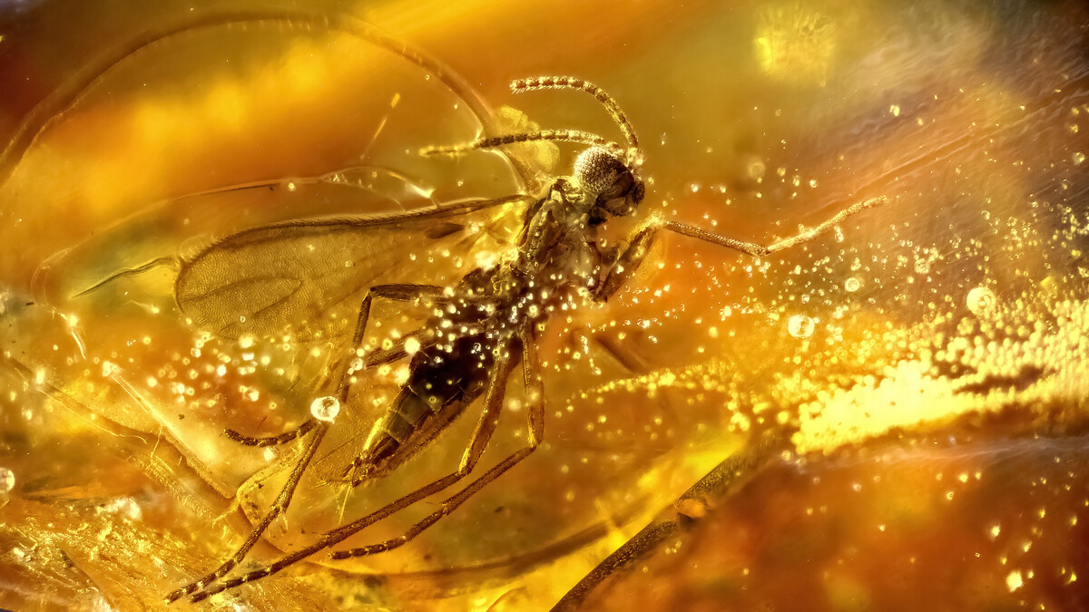 Mineralatlas Lexikon - Agstein