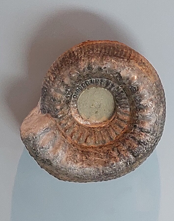 Mineralatlas Lexikon - Teloceras